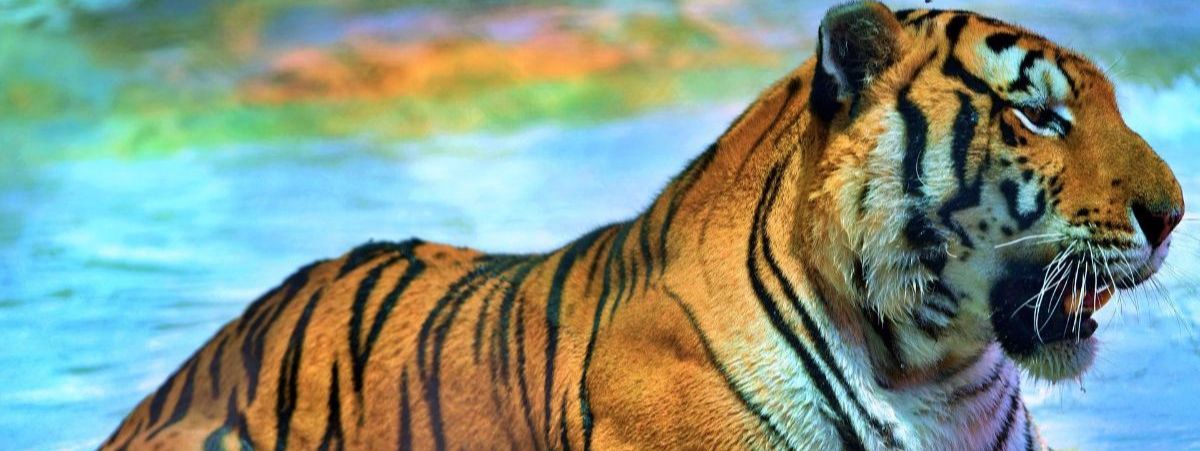 TAMING THE TIGER - Samye Foundation Wales